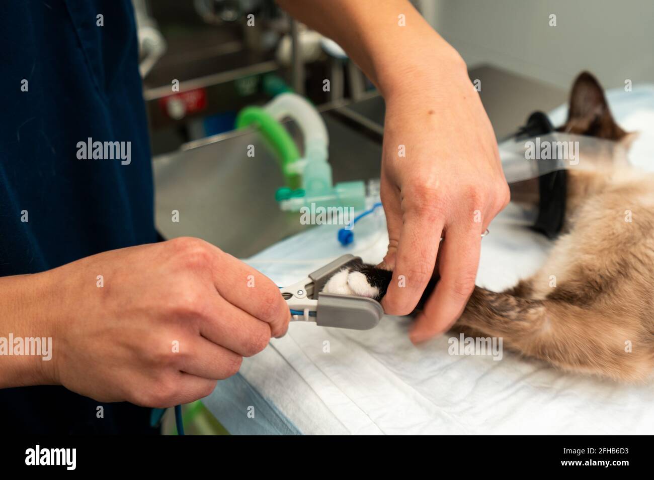 Crop unrecognizable veterinarian measuring pulse of cat with blood ...