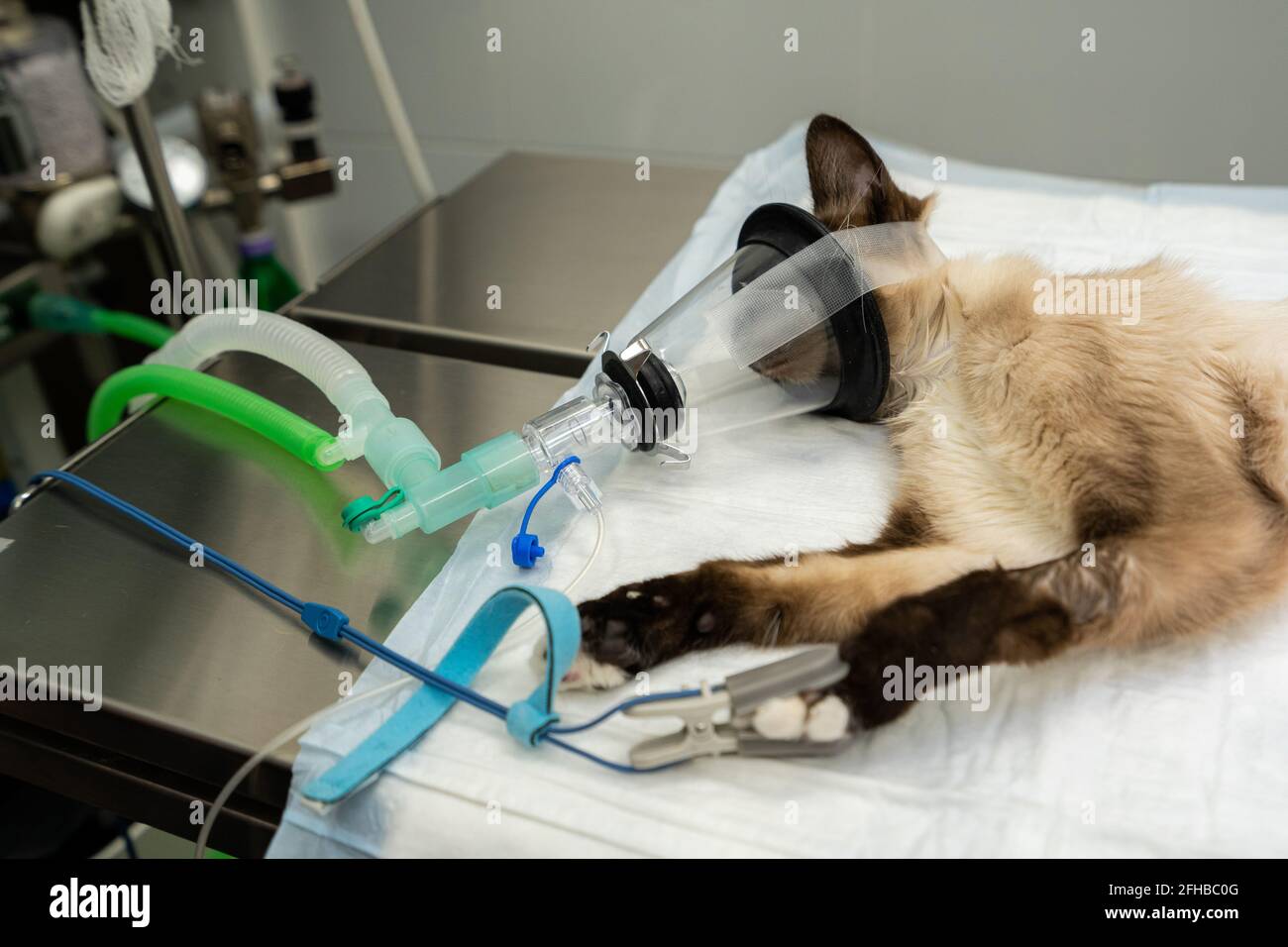 Fluffy cat with paw in blood oxygen meter lying on medical table after ...