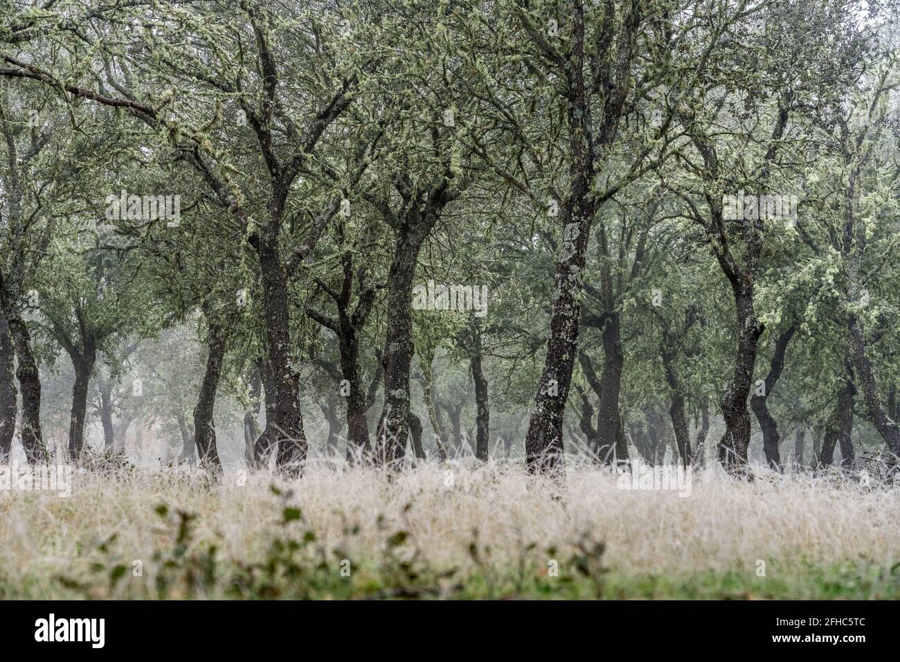 Ancient holm oak forest (Quercus ilex) in a foggy day with centenary ...