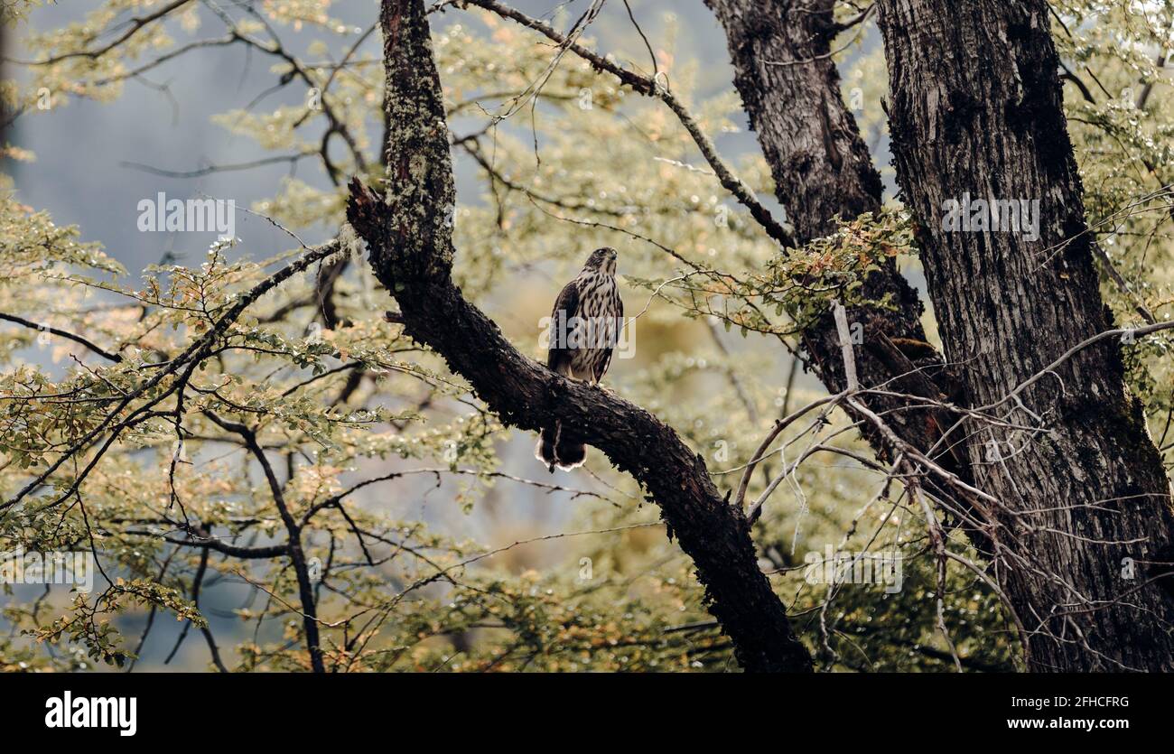 From below of wild hawk with brown plumage sitting on tree branch in ...