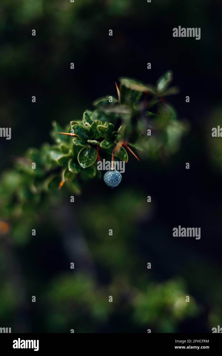 Purple blue barberry hanging on green bush growing in lush woods after ...