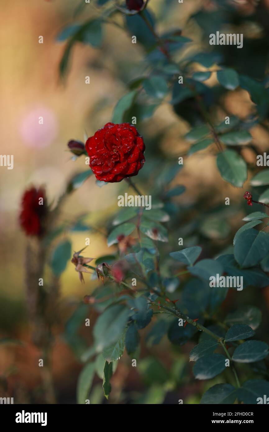 Scarlet red rose hi-res stock photography and images - Alamy