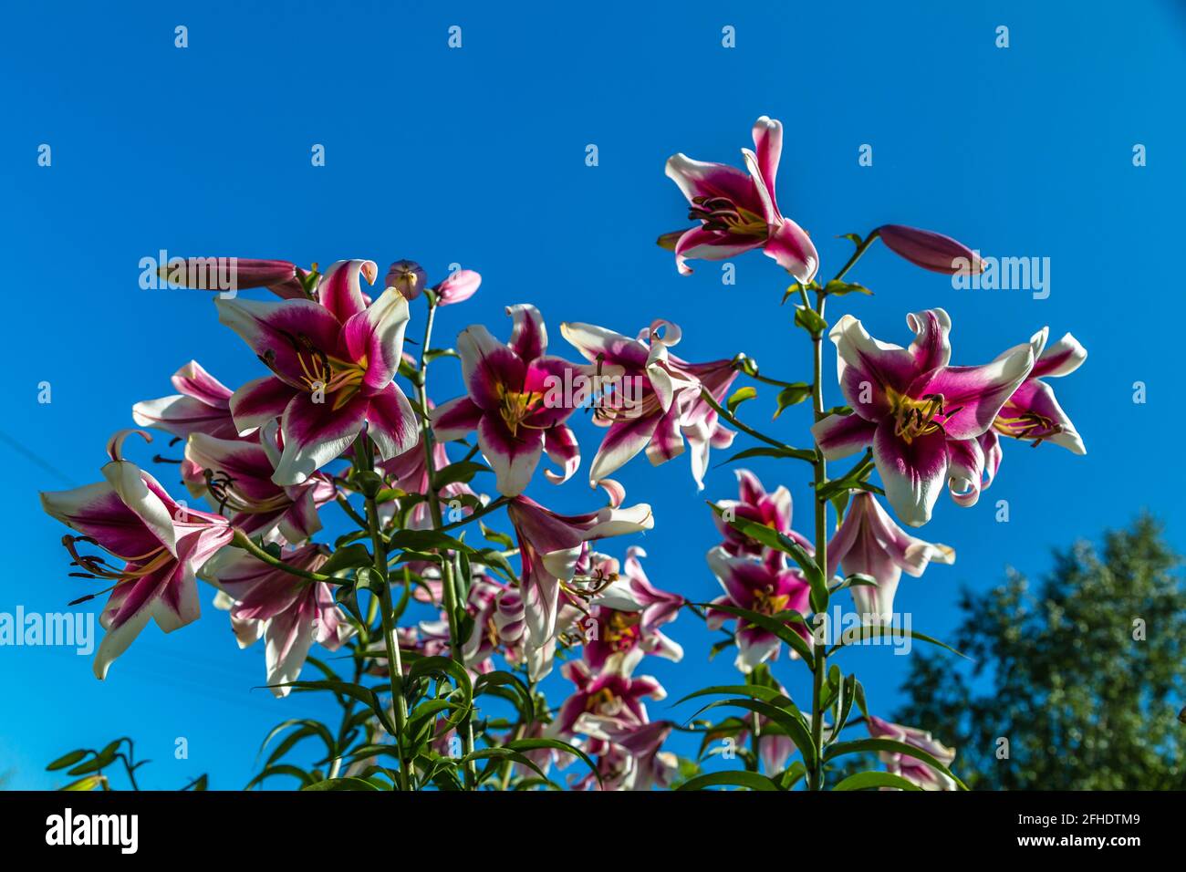 Oriental Hybrid Lilium Friso flowers in the garden Stock Photo - Alamy