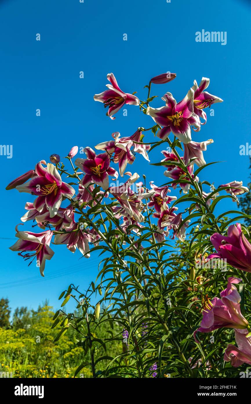 Oriental Hybrid Lilium Friso flowers in the garden Stock Photo - Alamy