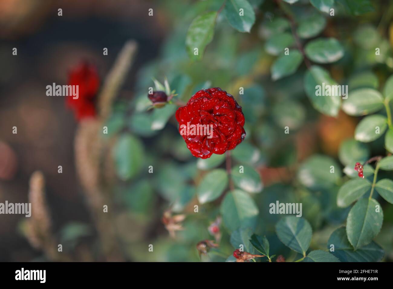 Scarlet red rose hi-res stock photography and images - Alamy