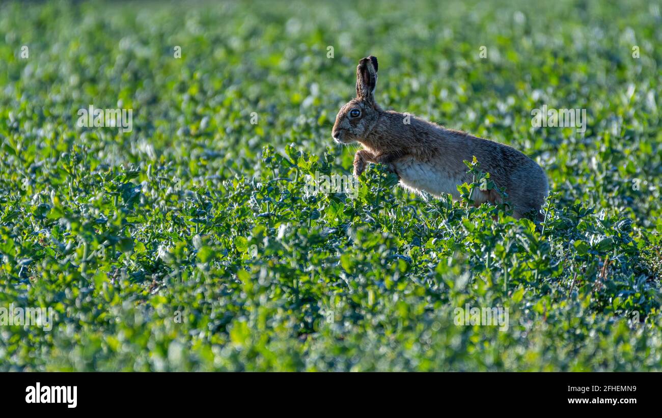 Hare in a field hi-res stock photography and images - Alamy