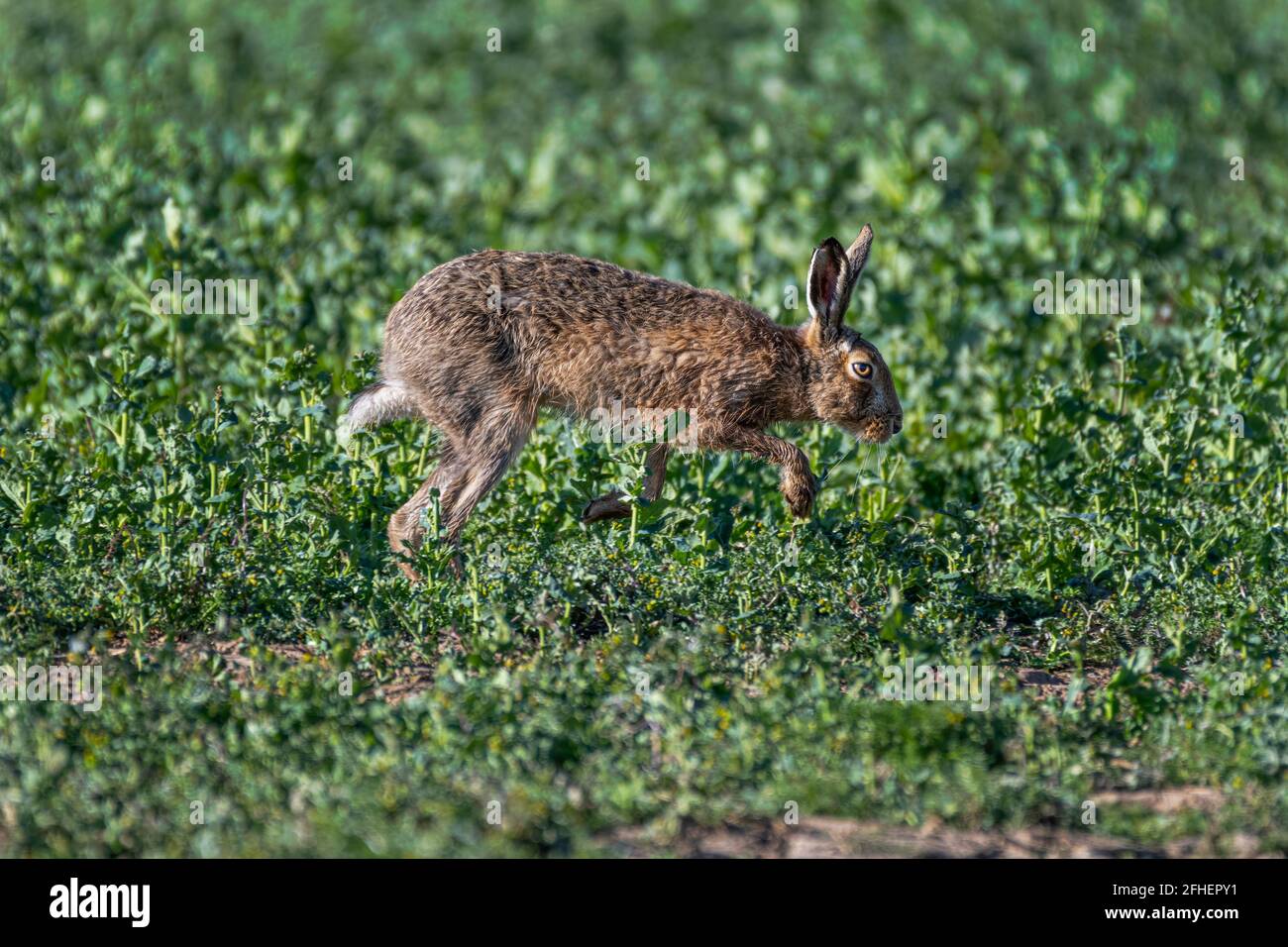 Brown Hare in a field of crops Stock Photo - Alamy