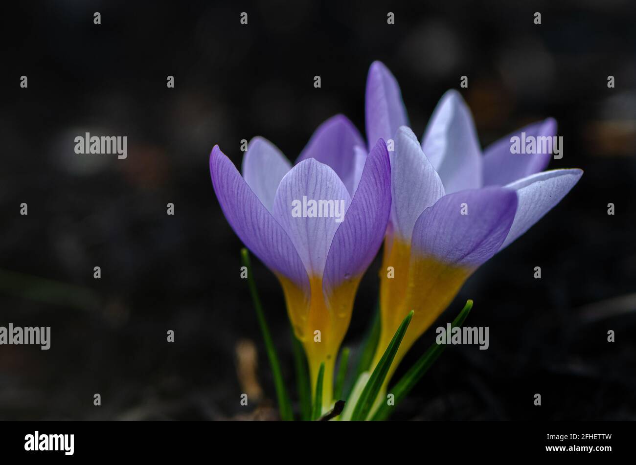 Naturephotografy hi-res stock photography and images - Alamy