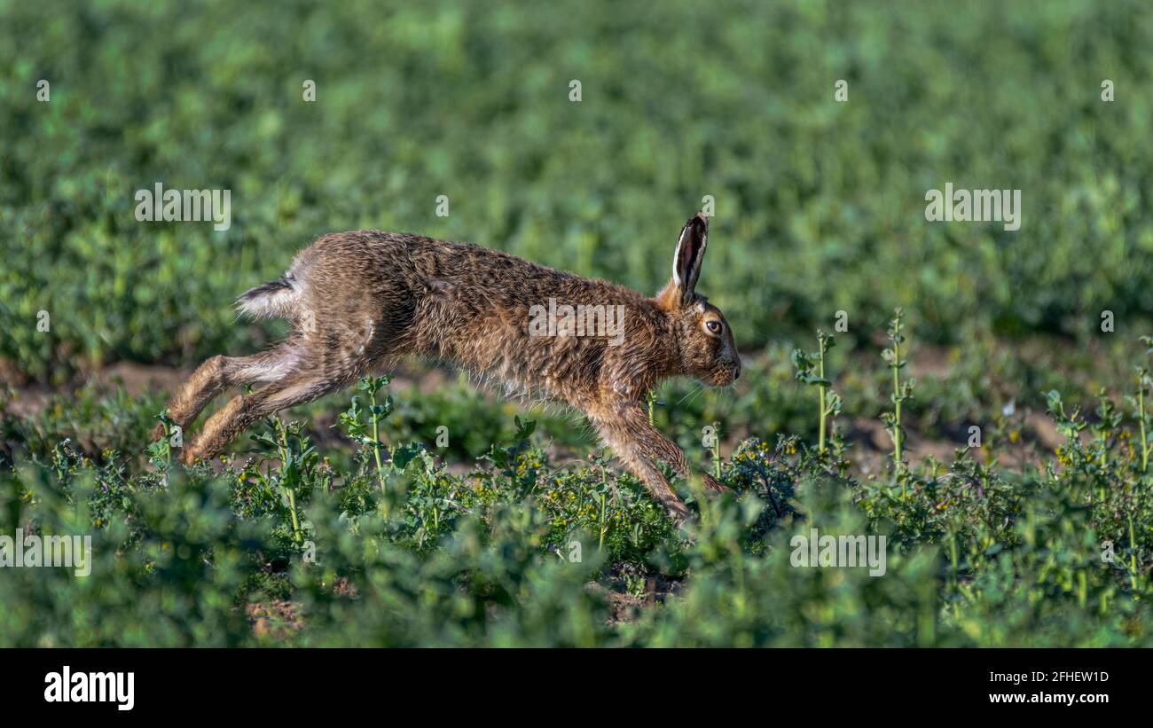 Brown Hare in a field of crops Stock Photo - Alamy