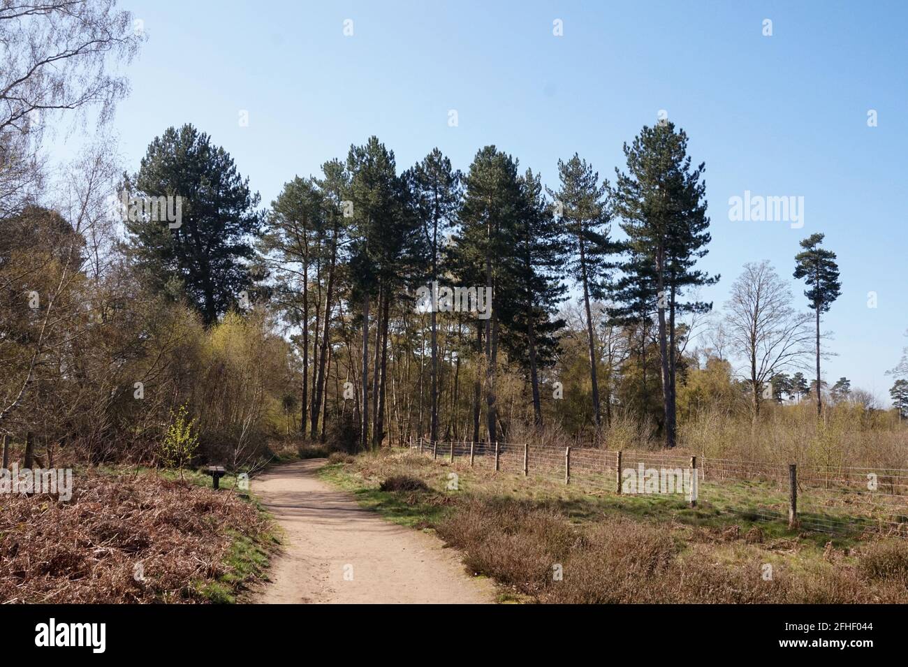 The Lodge, RSPB Nature Reserve, Sandy, Bedfordshire Stock Photo - Alamy
