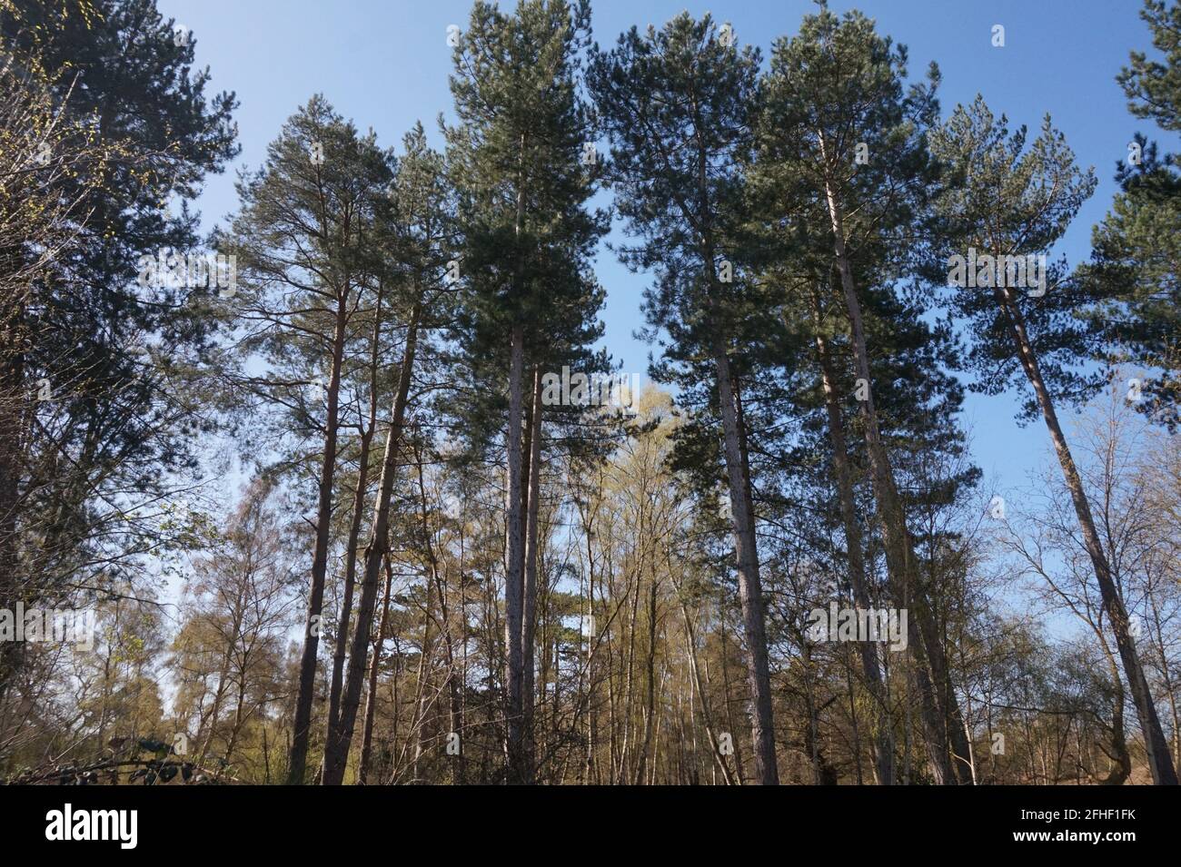 The Lodge, RSPB Nature Reserve, Sandy, Bedfordshire Stock Photo - Alamy