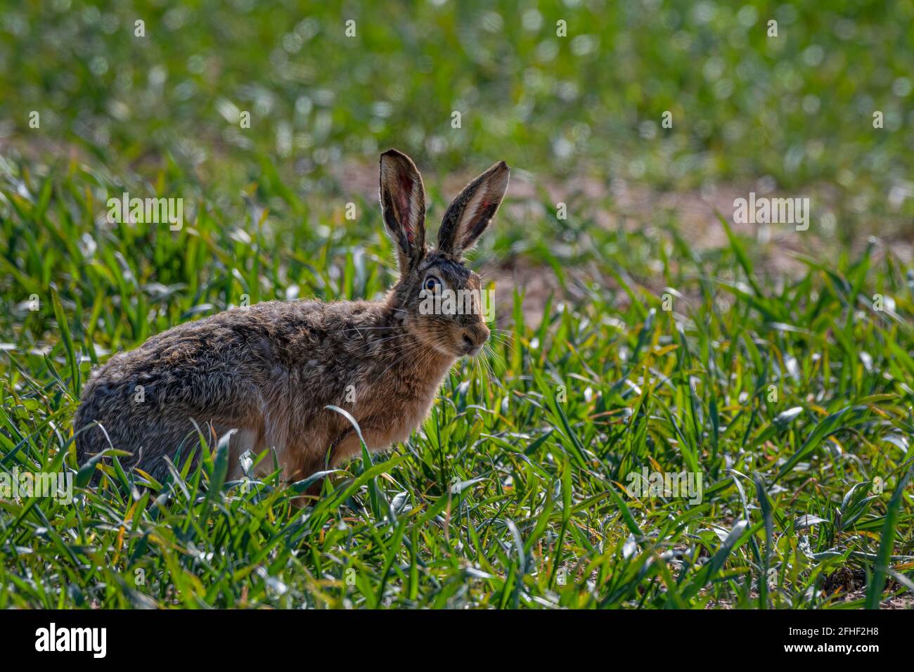 Hare in crops hi-res stock photography and images - Alamy