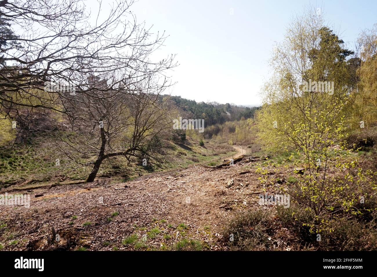 The Lodge, RSPB Nature Reserve, Sandy, Bedfordshire Stock Photo - Alamy