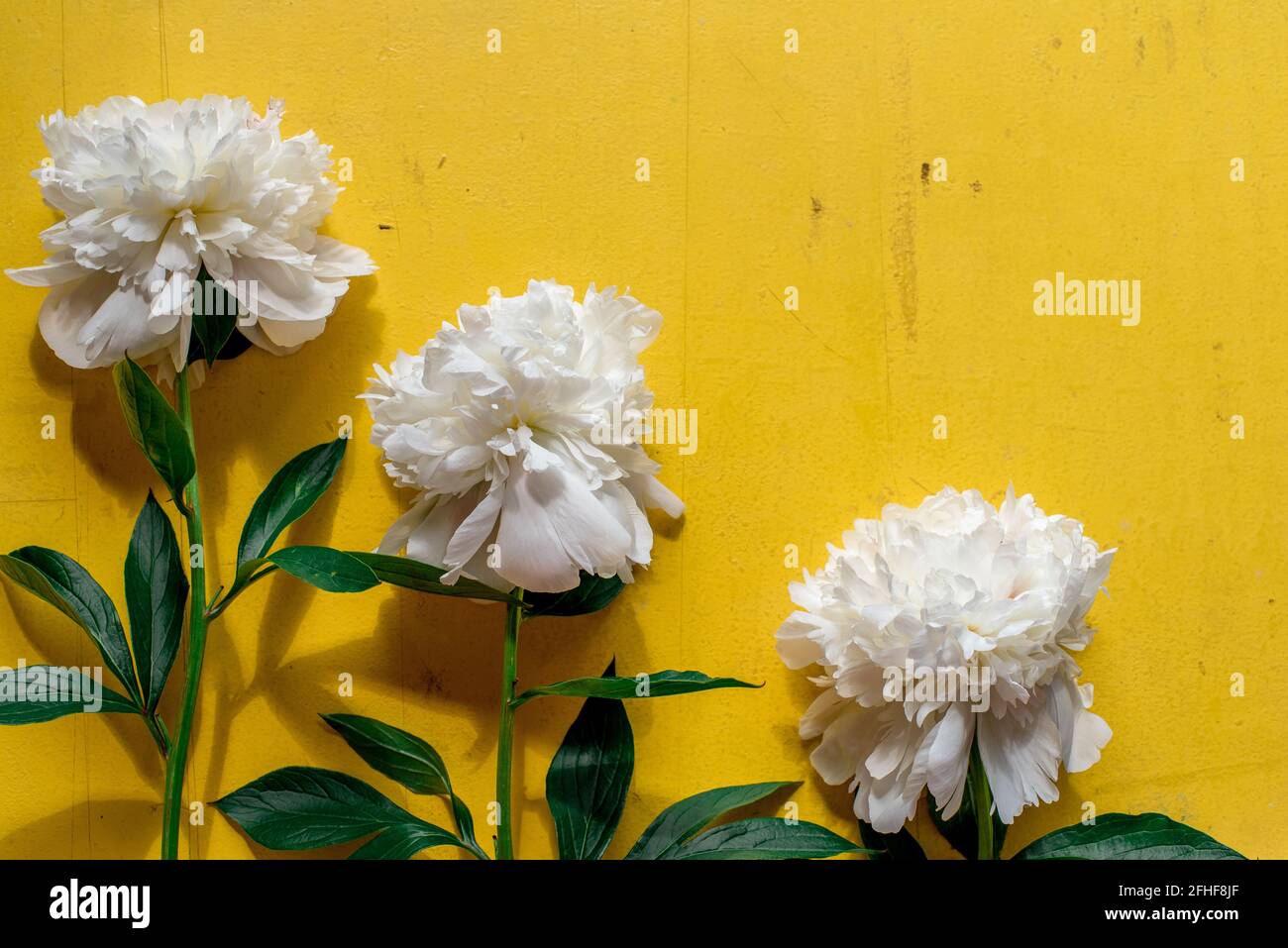 Lone beige white peony on old painted yellow wood grunge background ...