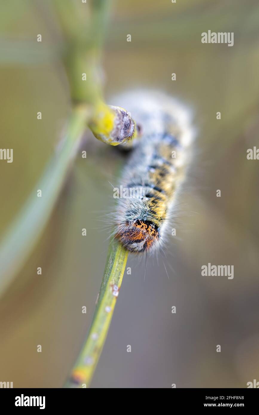 Silver spotted skipper caterpillar hi-res stock photography and images ...