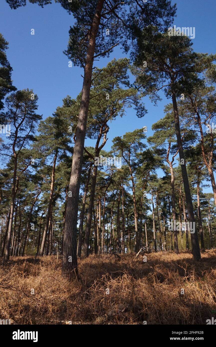 The Lodge, RSPB Nature Reserve, Sandy, Bedfordshire Stock Photo - Alamy