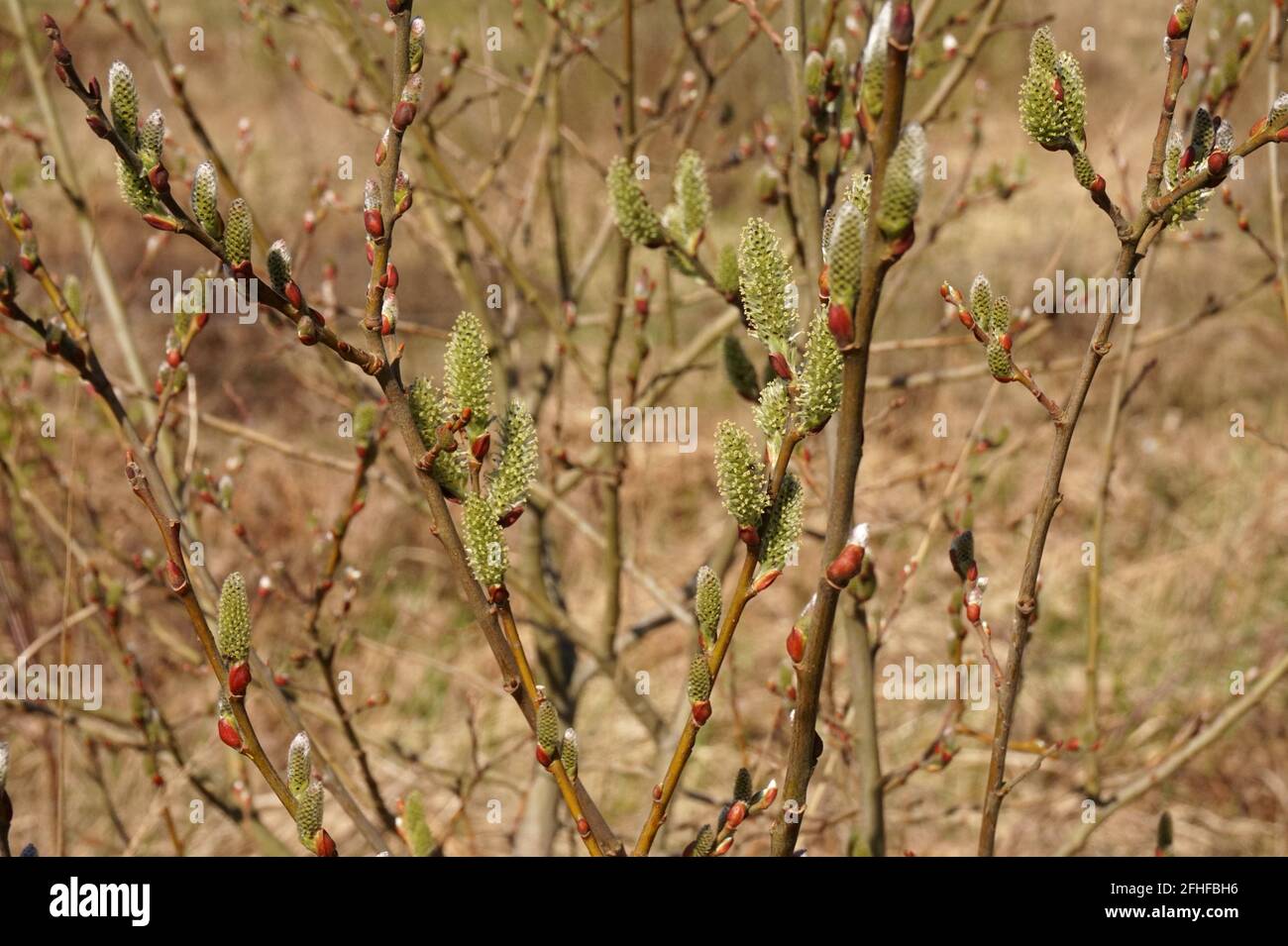 The Lodge, RSPB Nature Reserve, Sandy, Bedfordshire Stock Photo - Alamy