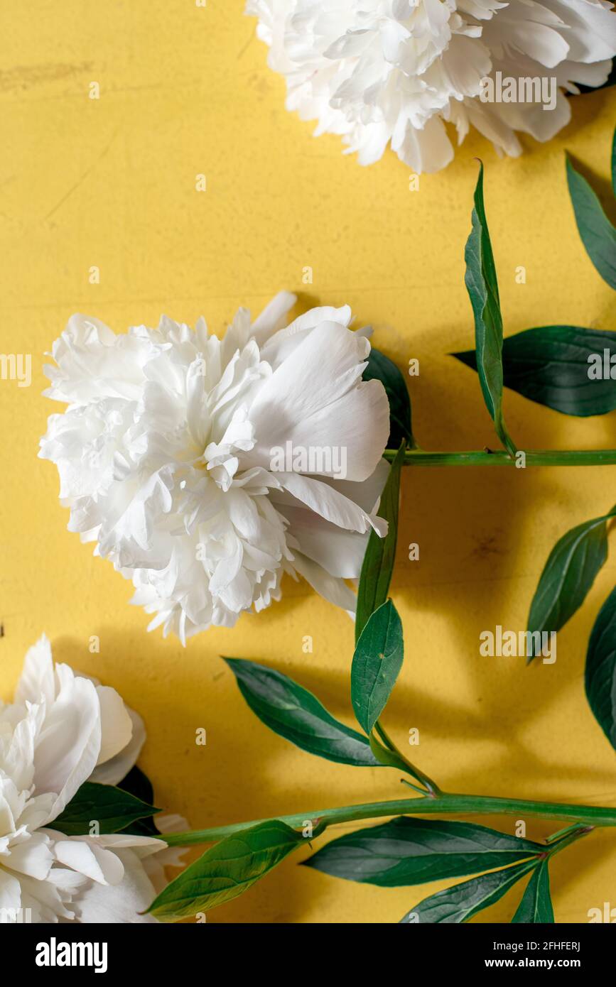 Lone beige white peony on old painted yellow wood grunge background ...