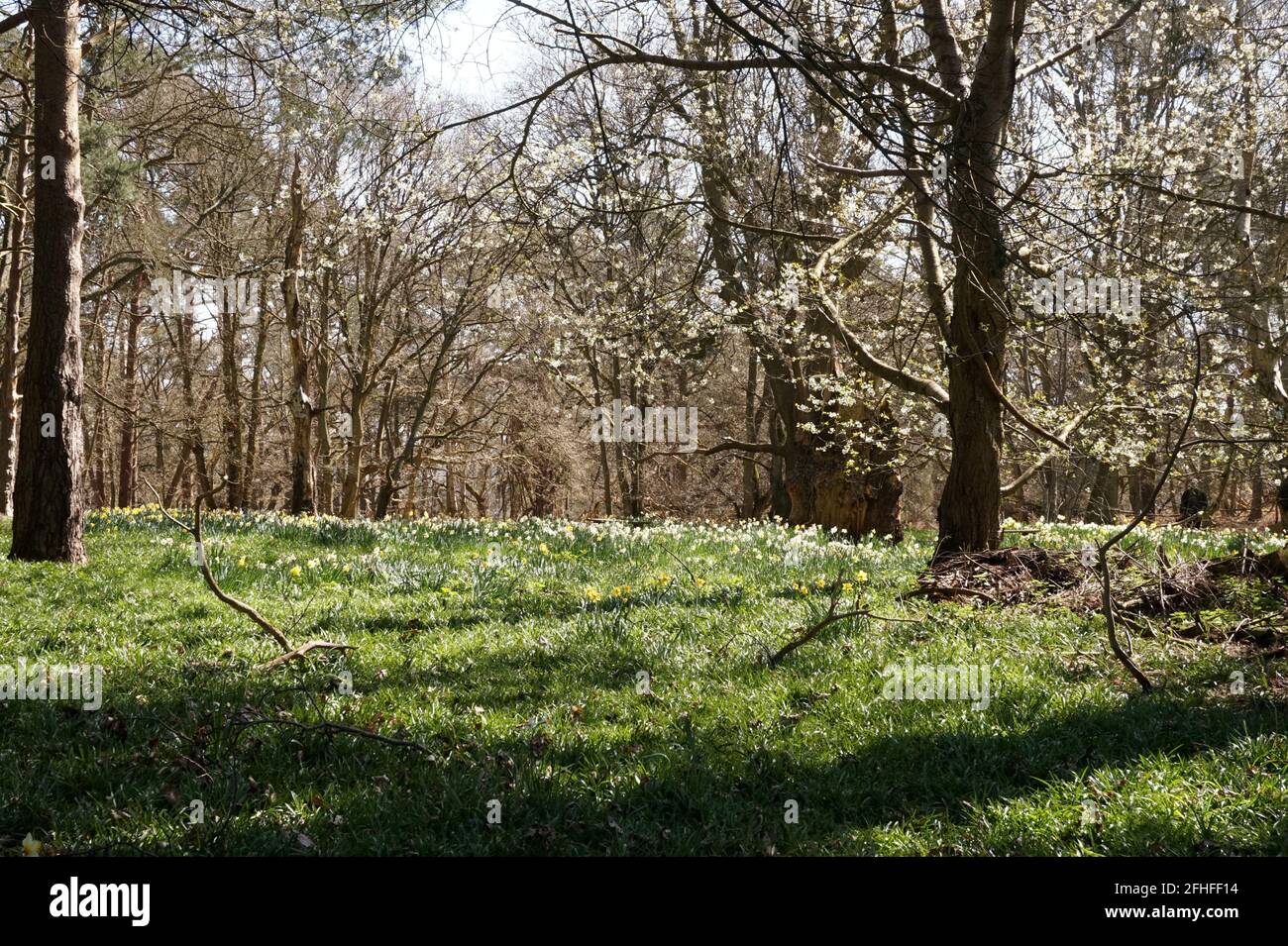 The Lodge, RSPB Nature Reserve, Sandy, Bedfordshire Stock Photo - Alamy