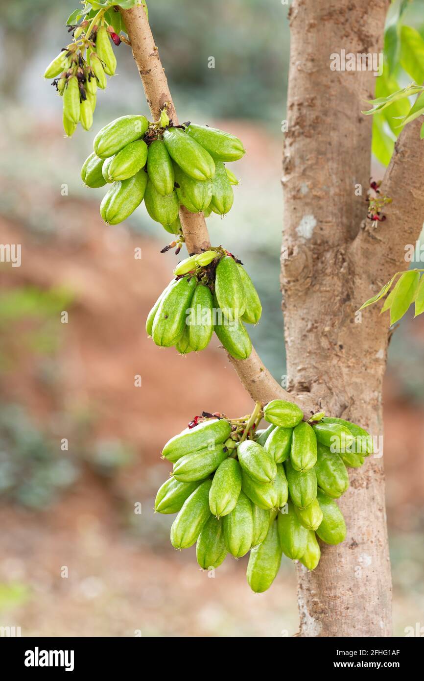 Closeup bunch of bilimbi fruit on tree in farm Stock Photo - Alamy