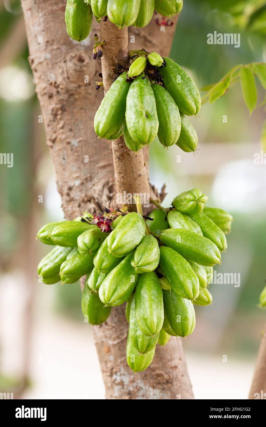 Closeup bunch of bilimbi fruit on tree in farm Stock Photo - Alamy
