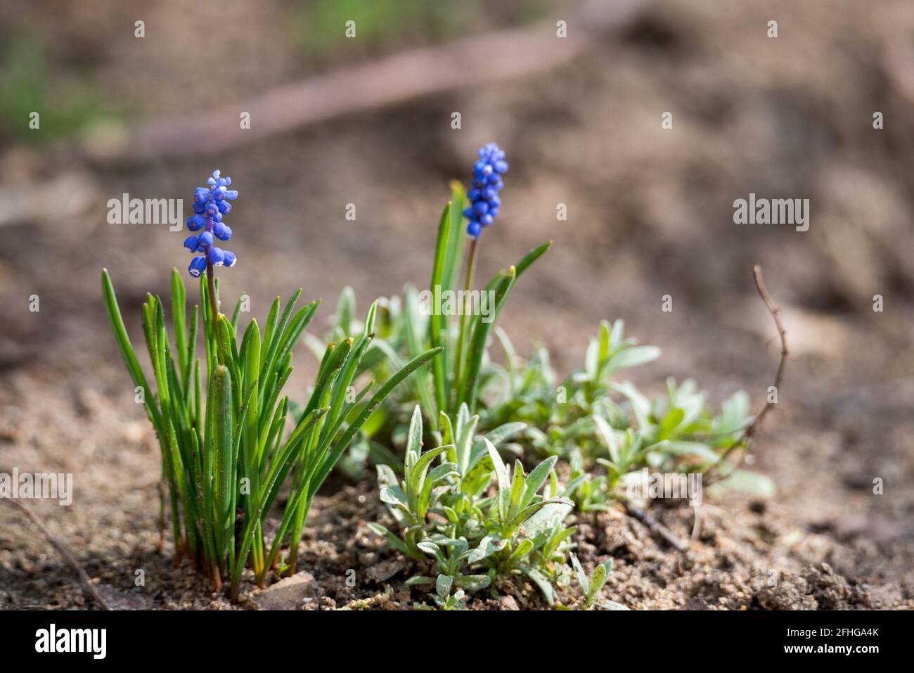 Emerging plants and flowers in the garden in early spring. Signs of ...