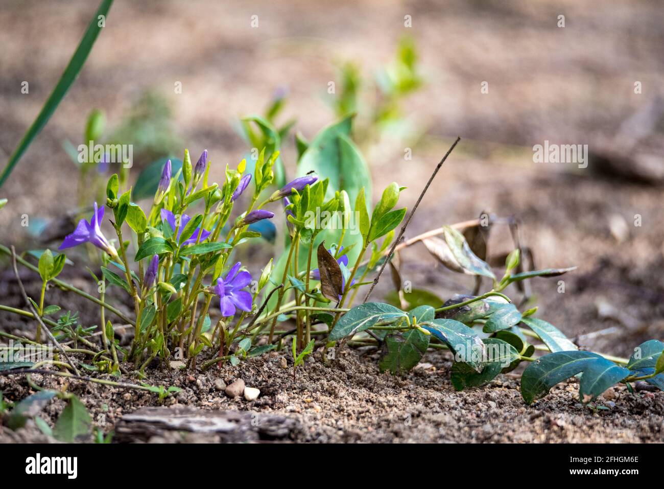 Emerging plants and flowers in the garden in early spring. Signs of ...