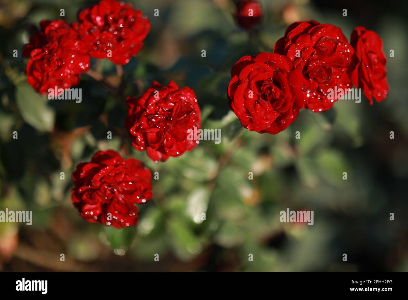 huge buds of homemade red scarlet roses Stock Photo - Alamy