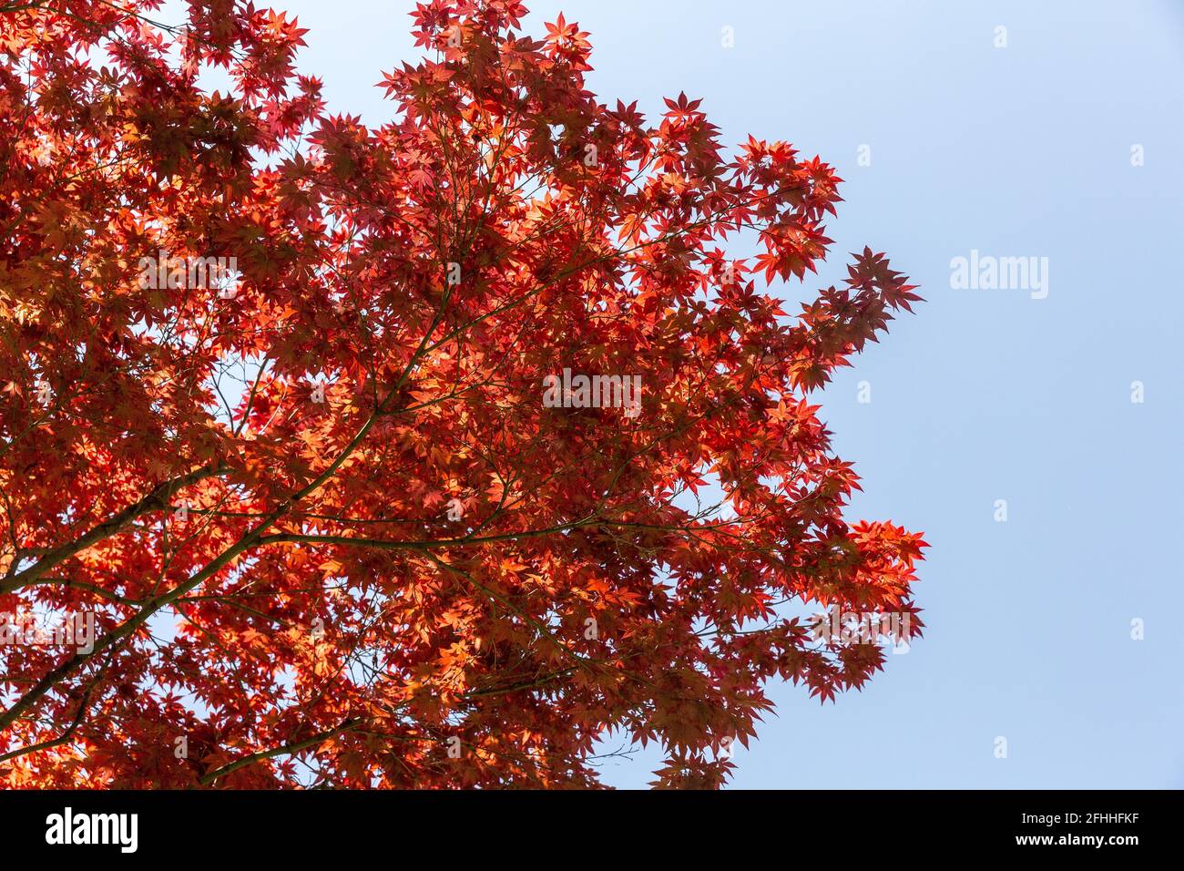 Japanese Maple Tree with red leaves Stock Photo - Alamy