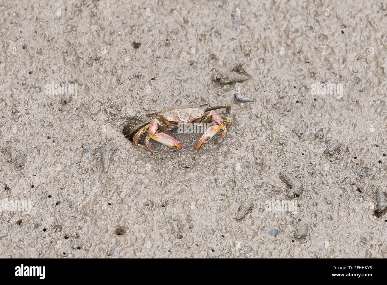 Closeup sentinel crab, Macrophthalmus erato on muddy mangrove forest ...