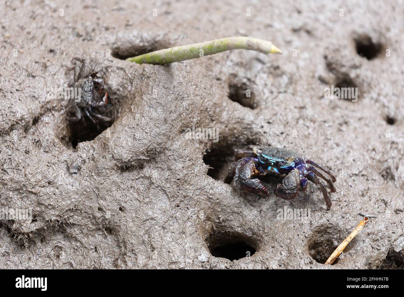 Perisesarma hi-res stock photography and images - Alamy