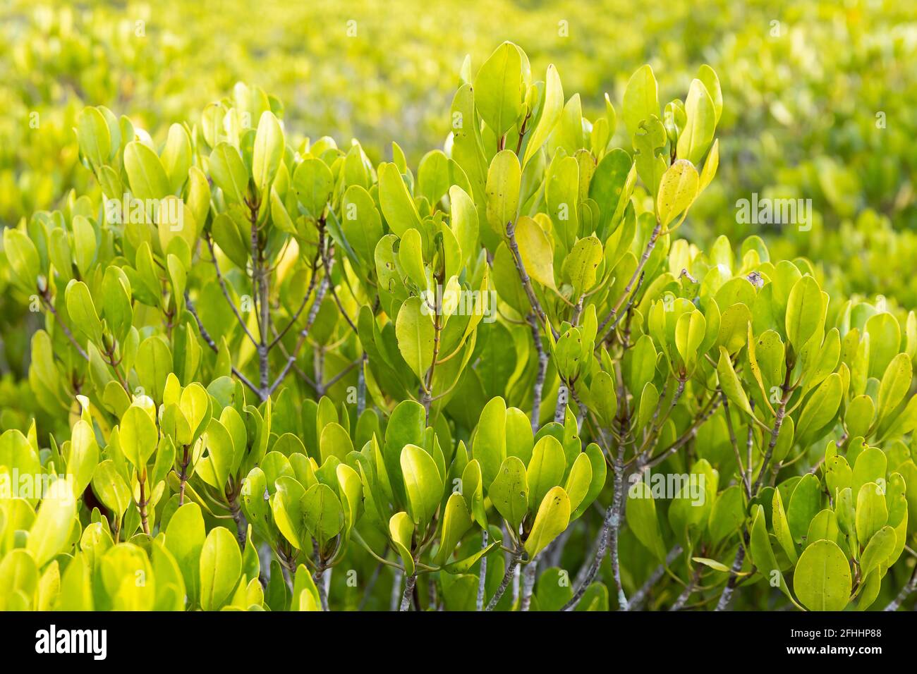 Golden mangrove field hi-res stock photography and images - Alamy