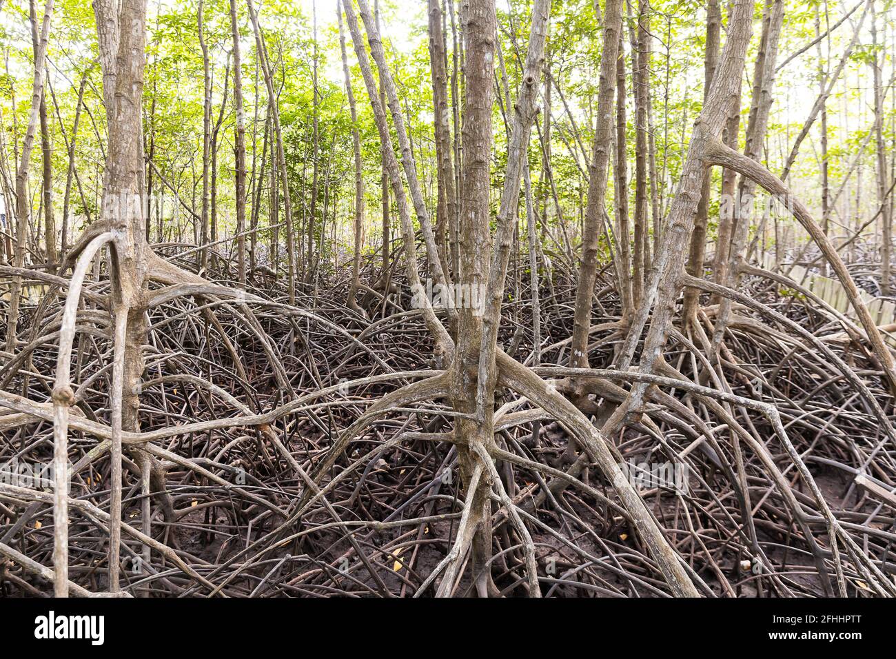 Apiculata blume hi-res stock photography and images - Alamy