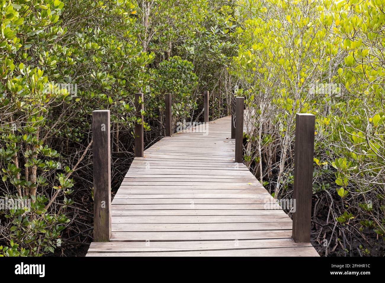 Wooden walk way in rhizophora apiculata blume forest in red mangrove ...
