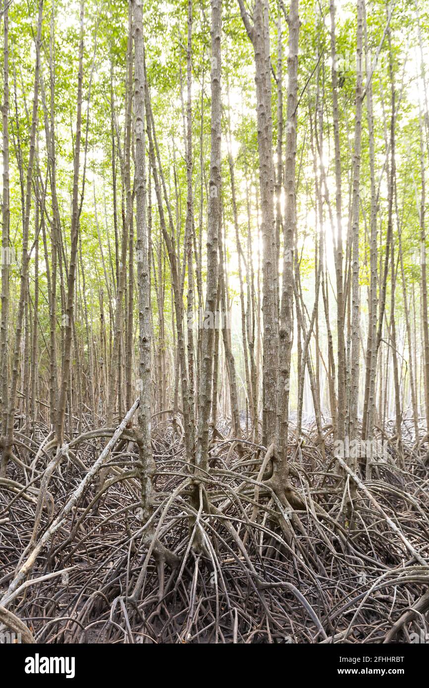 Rhizophora apiculata blume forest in red mangrove area, special tree ...