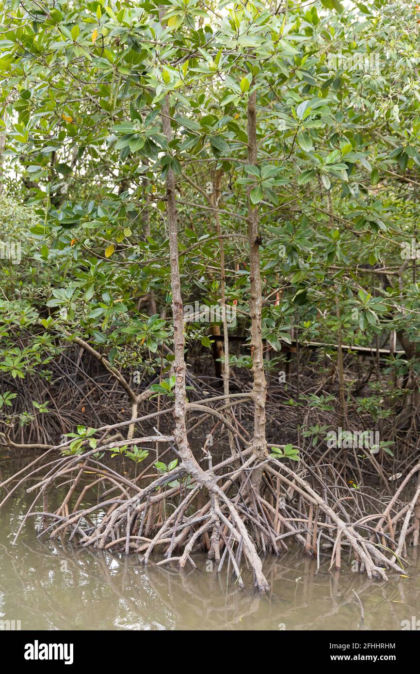 Rhizophora apiculata blume forest in red mangrove area, special tree ...