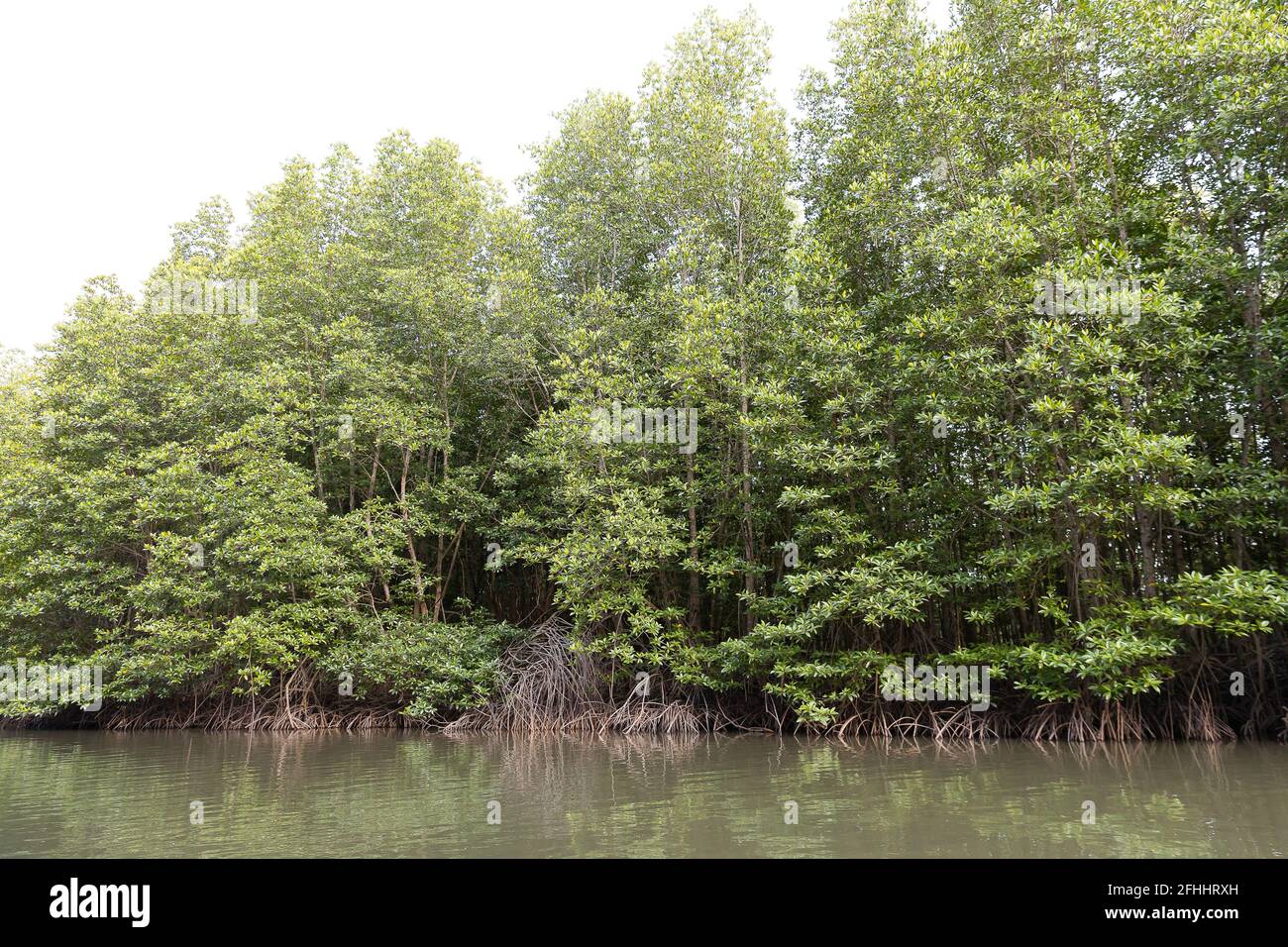 Rhizophora apiculata blume forest in red mangrove area, special tree ...