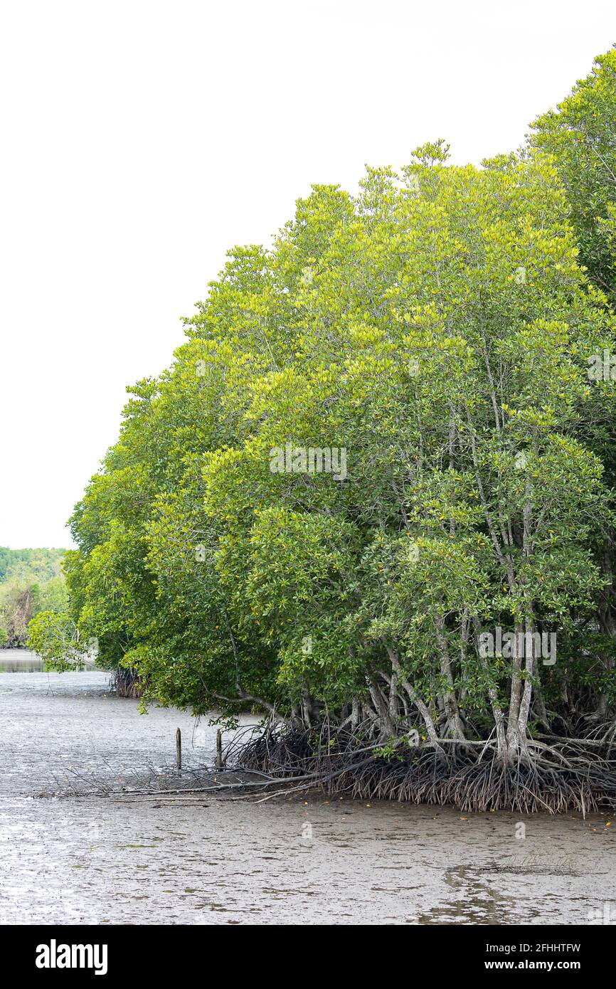 Rhizophora apiculata blume forest in red mangrove area, special tree ...