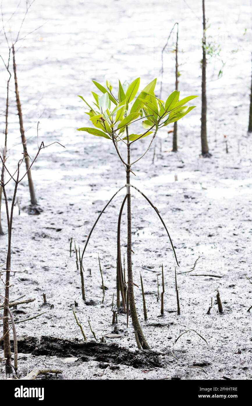 Rhizophora apiculata blume in red mangrove area, special tree with prop ...