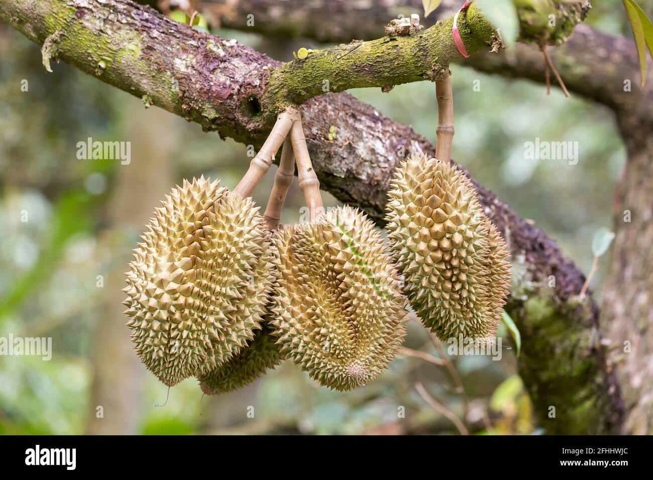 Yellow durian monthong king hi-res stock photography and images - Alamy