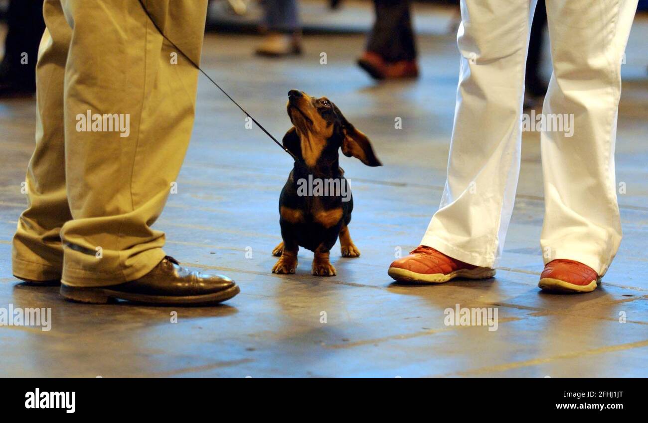 CRUFTS DOG SHOW AT BIRMINHAM NEC Stock Photo - Alamy
