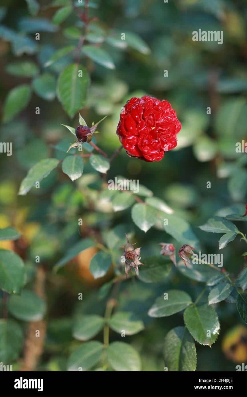 the scarlet red rose bloomed in the botanical garden Stock Photo - Alamy