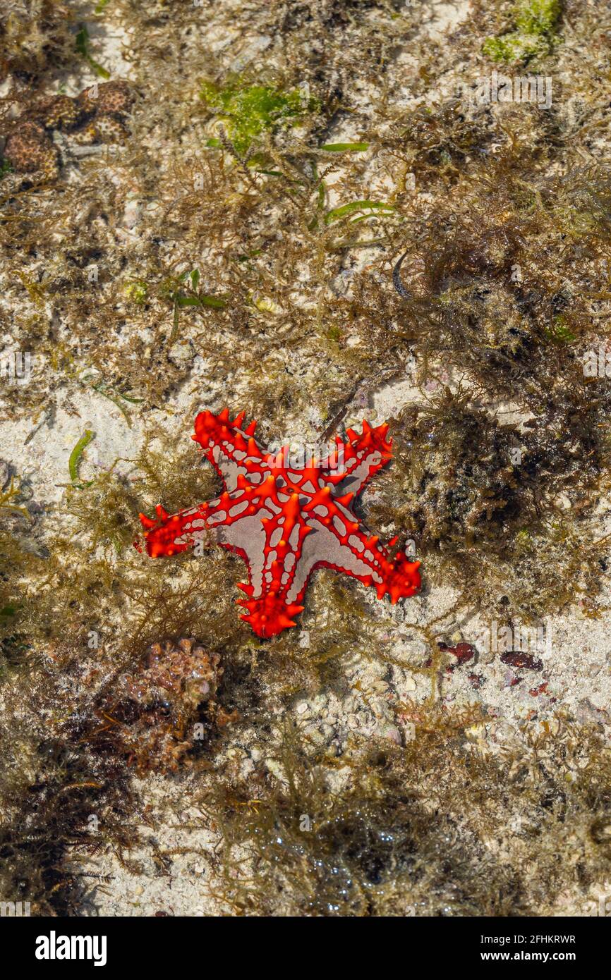 African red knob sea star hi-res stock photography and images - Alamy