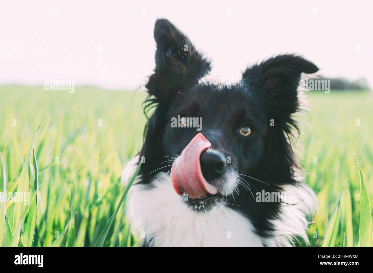 Nose border collie hi-res stock photography and images - Alamy