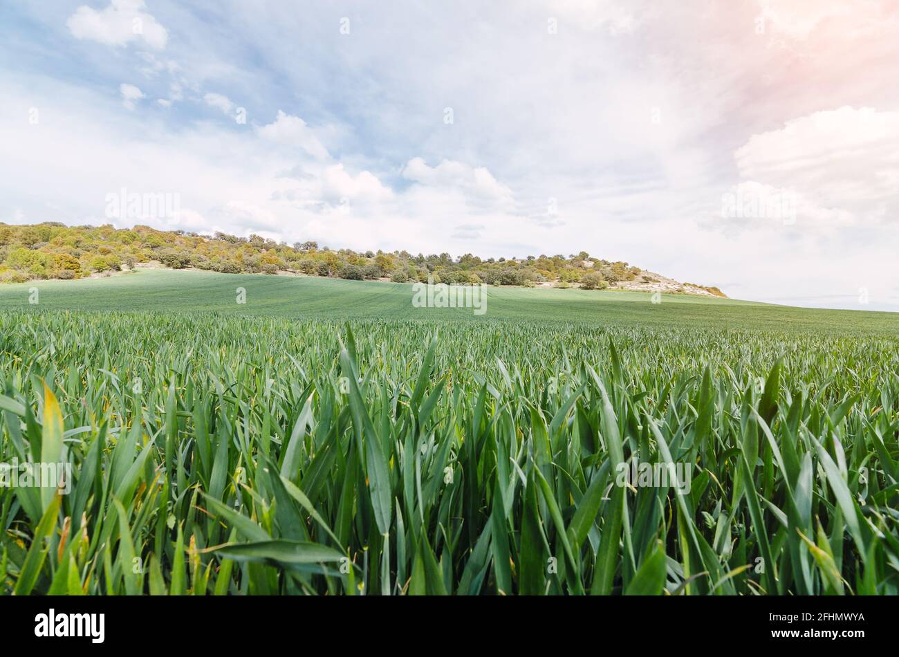 Landscape of a grass field Stock Photo - Alamy