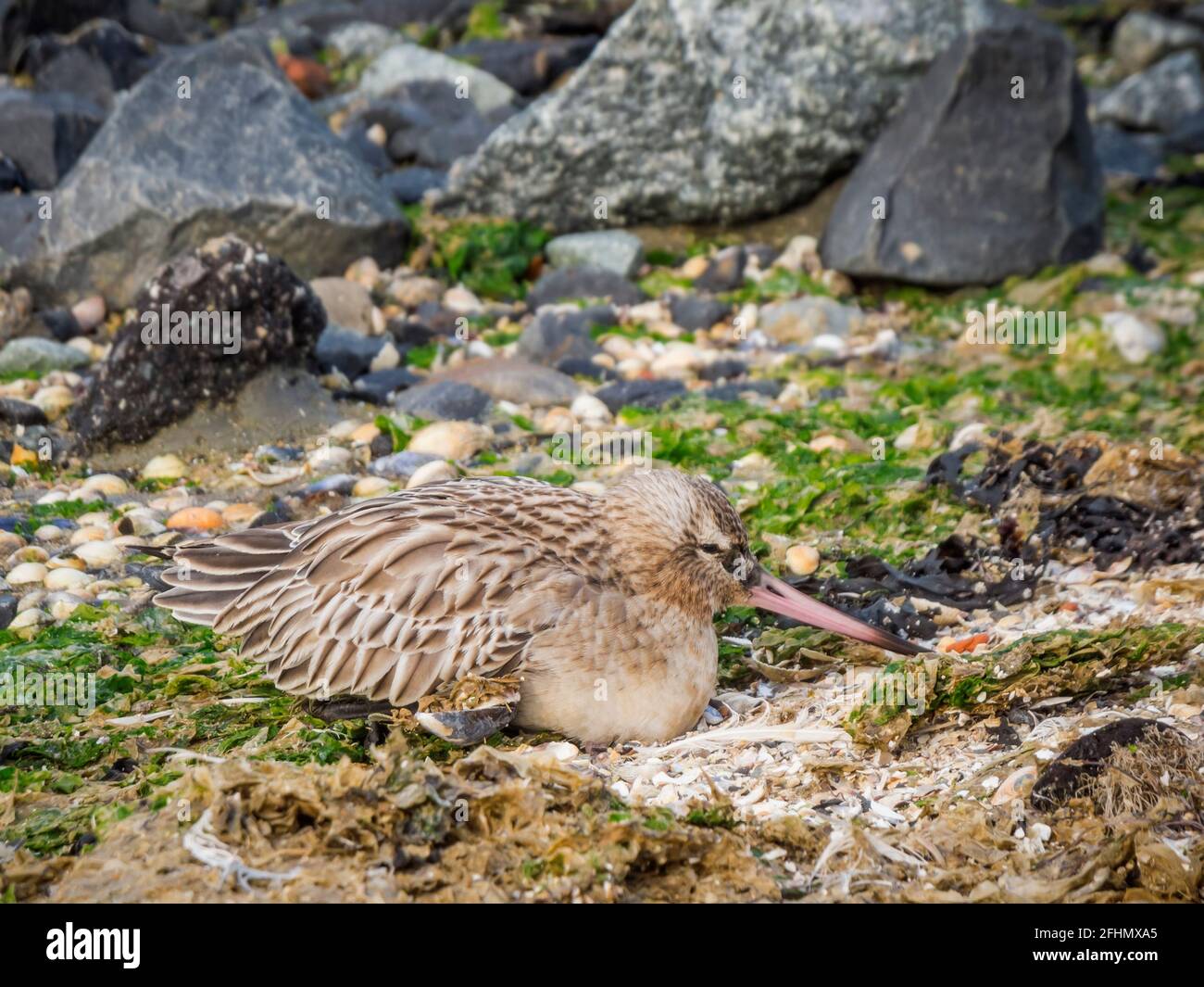 Lateral full length view of a brooding redshank (lat: Tringa totanus ...