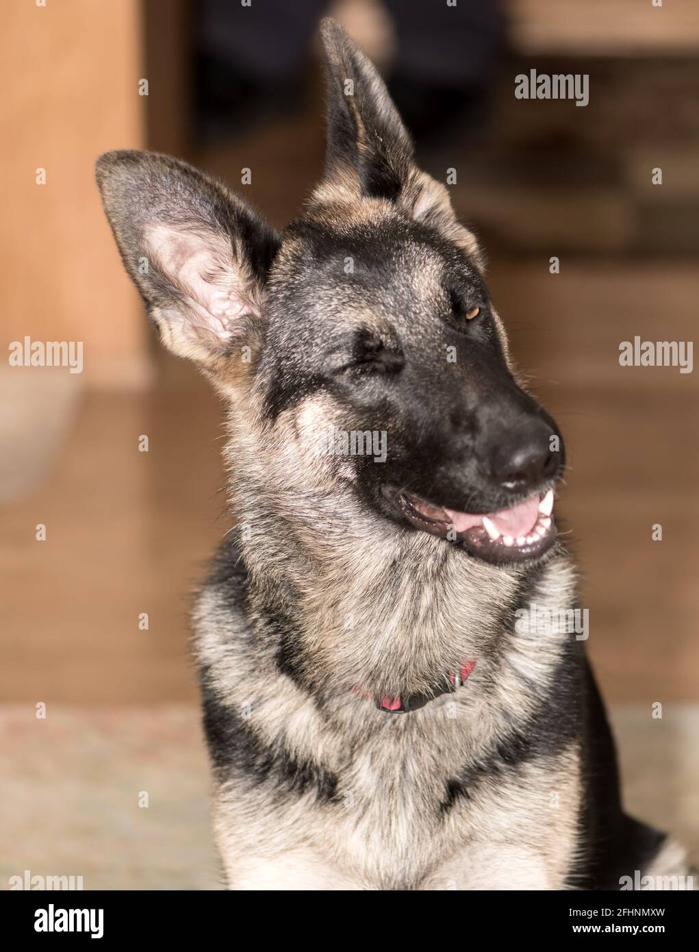 German Shepherd Smiling