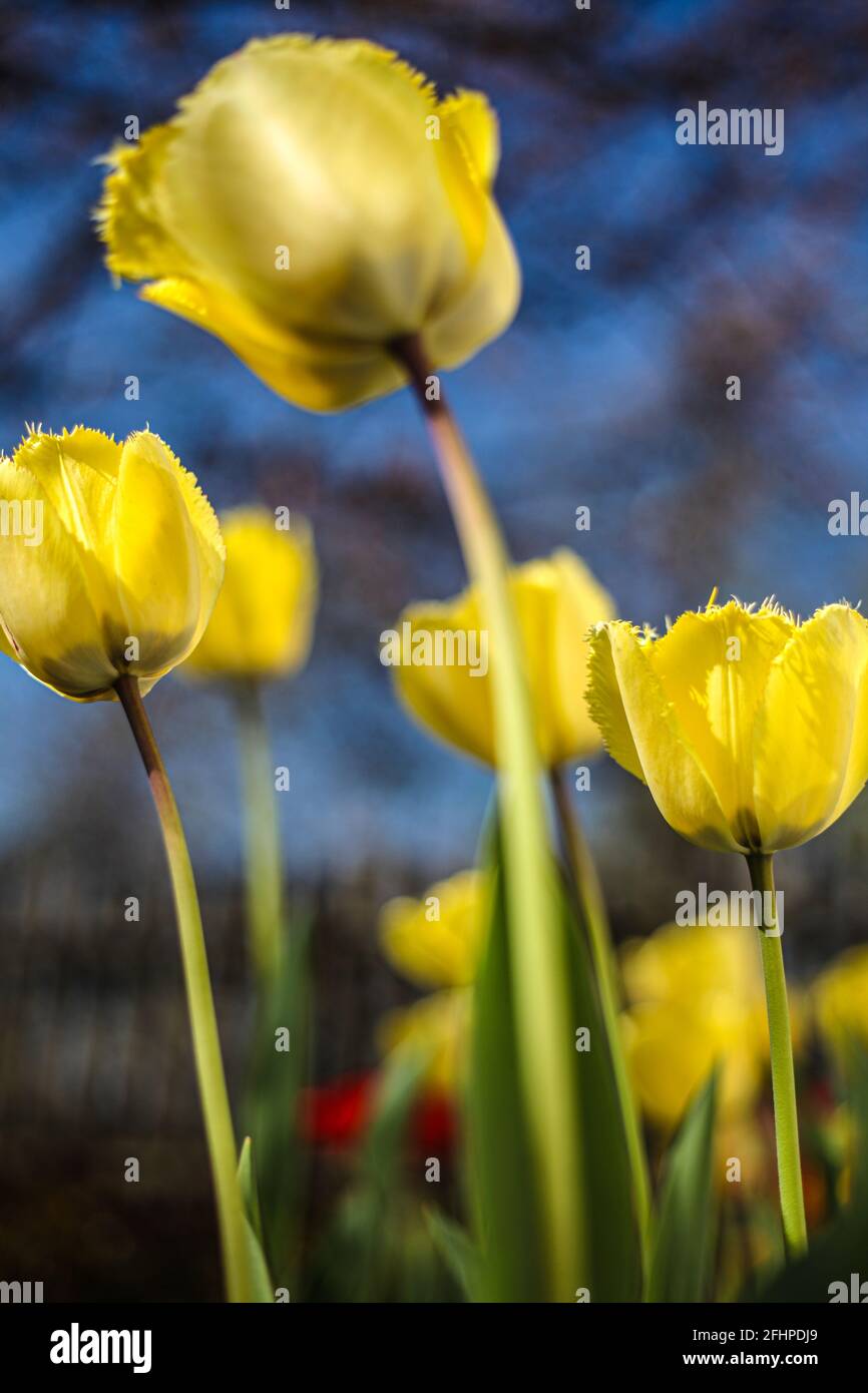 Beautiful Tulip Buds Bloom And Smell In A Botanical Garden Stock Photo Alamy beautiful-tulip-buds-bloom-and-smell-in-a-botanical-garden-stock-photo-alamy