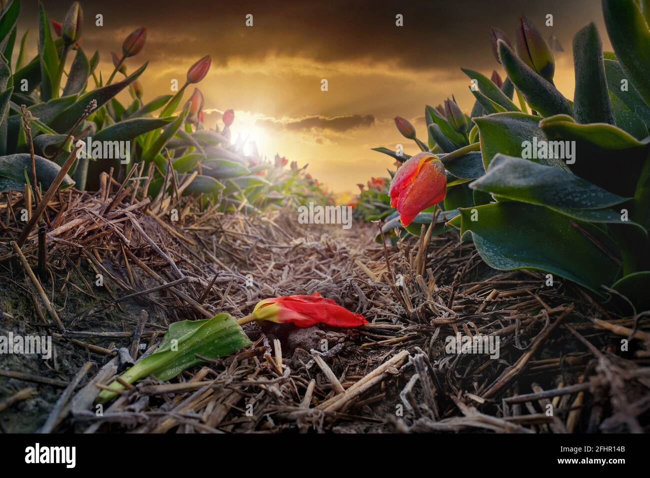Dying tulip hi-res stock photography and images - Alamy