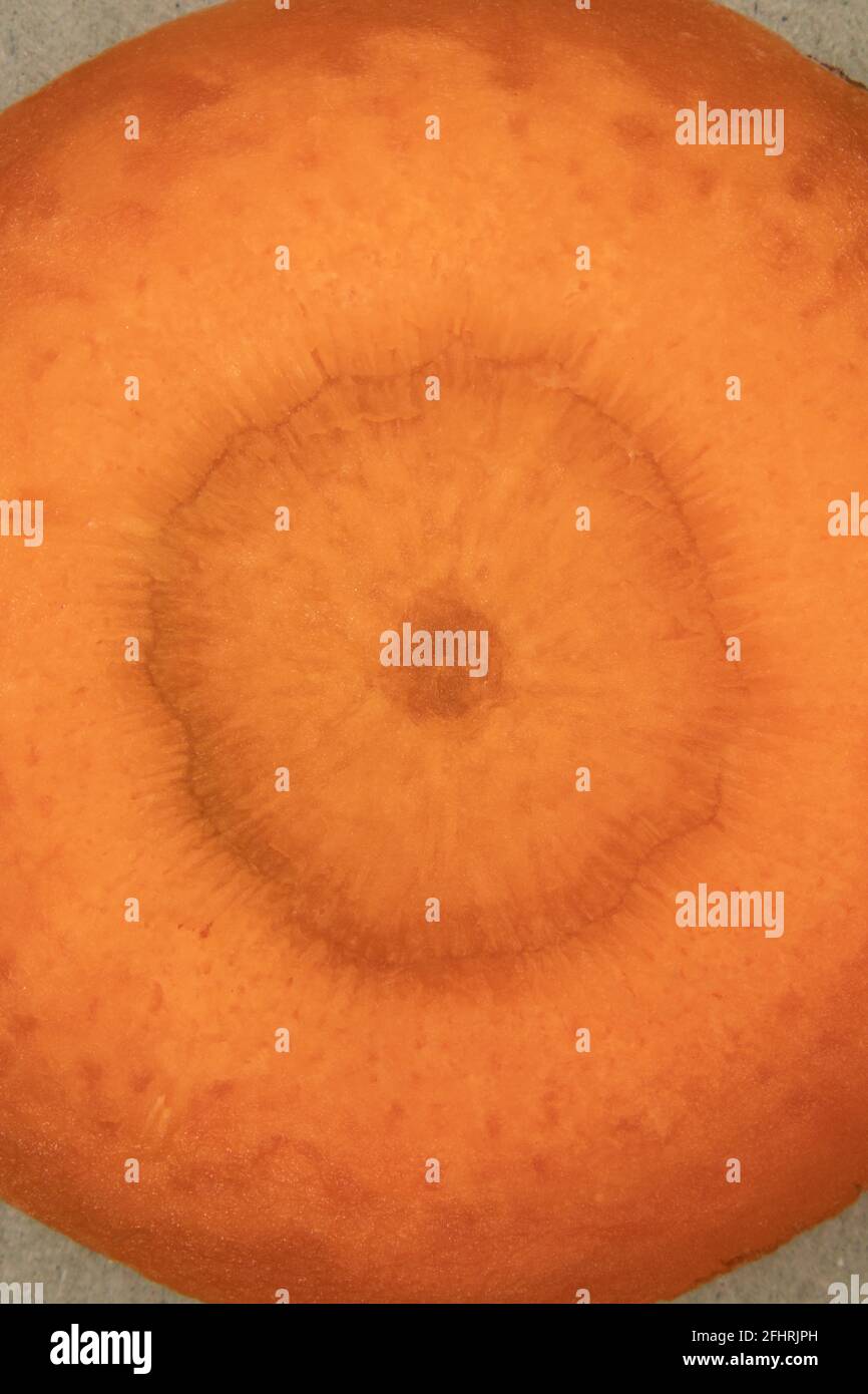 orange carrot slice under the microscope Stock Photo - Alamy